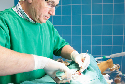 Luxace čéšky u psů | veterinární-lékaři.cz